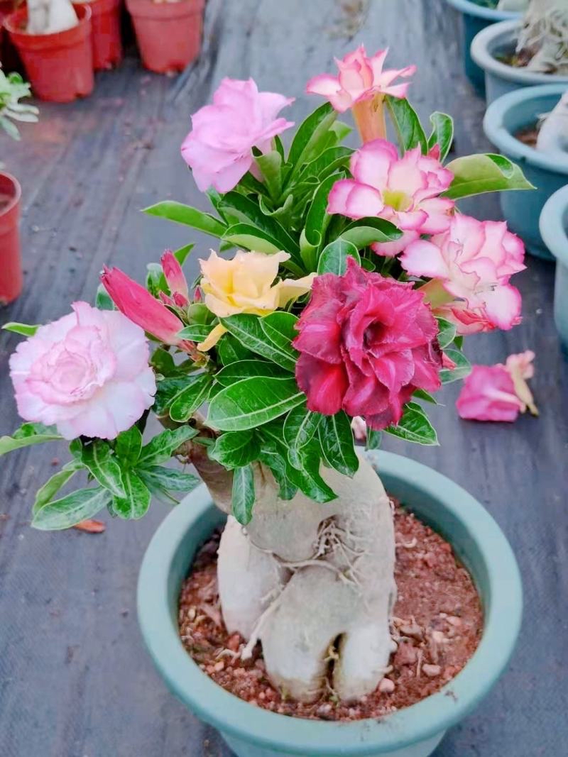 100seeds Adenium Double Petal Seeds Mixed Color Potted Flowering Garden ...