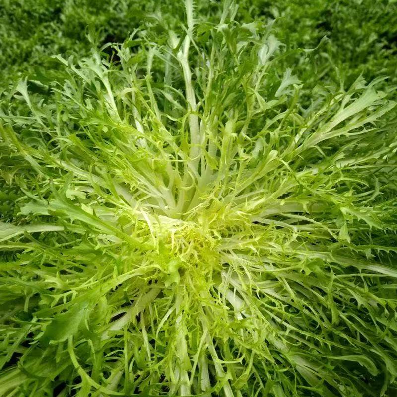 500 SEEDS of MIZUNA LETTUCE / JAPANESE MUSTARD / SPIDER MUSTARD ...