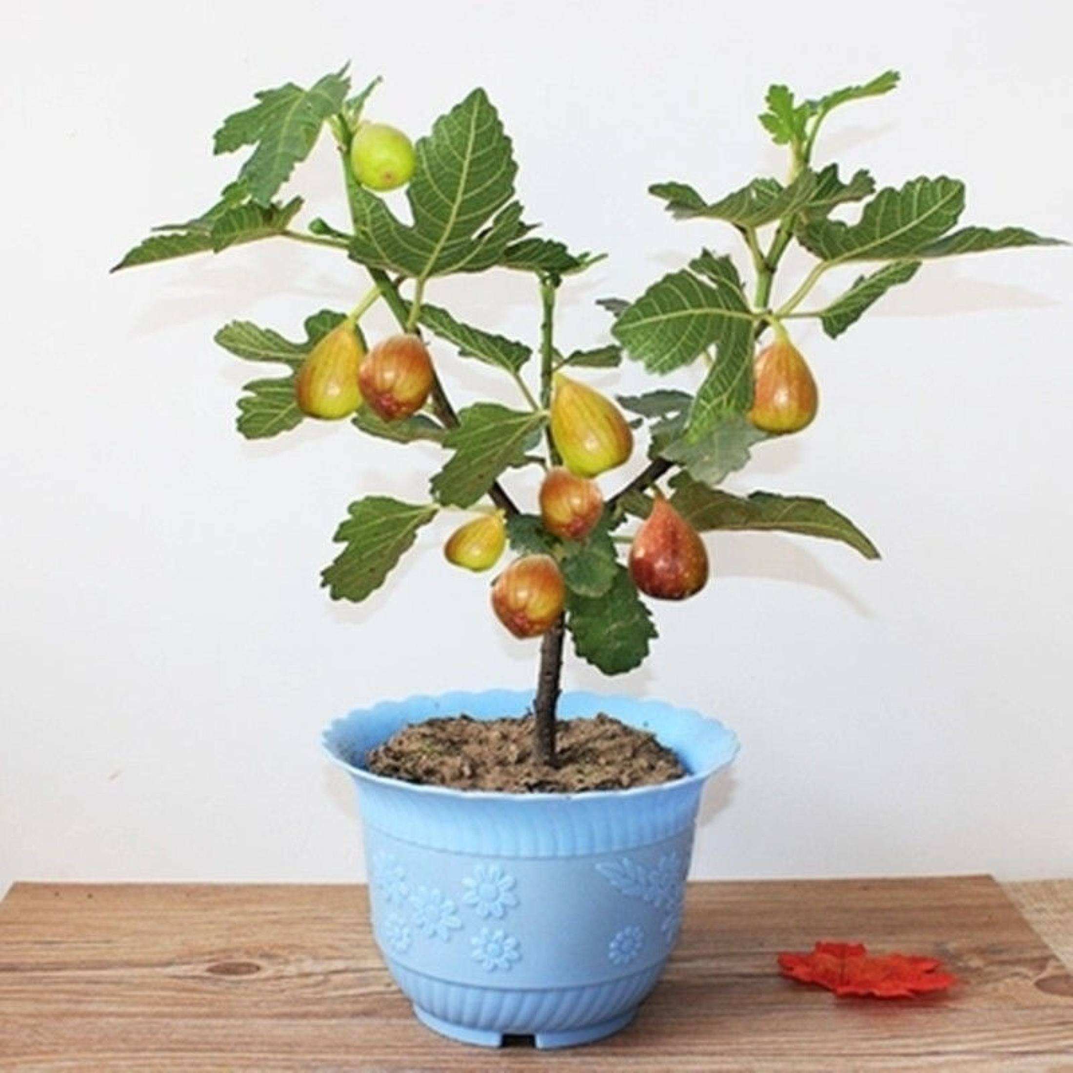 200seeds/pack Rare Fig Tree Seeds for Planting-Tropical Ficus Carica ...