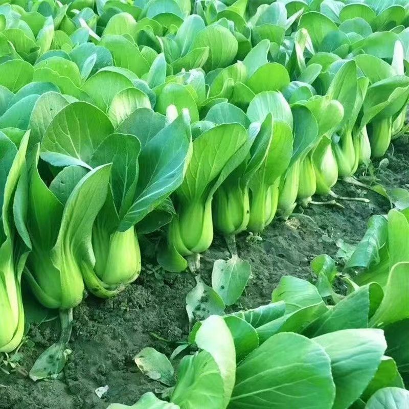 High Yielding Variety Pak Choi Seed Pechay Seeds for Sale Vegetable ...