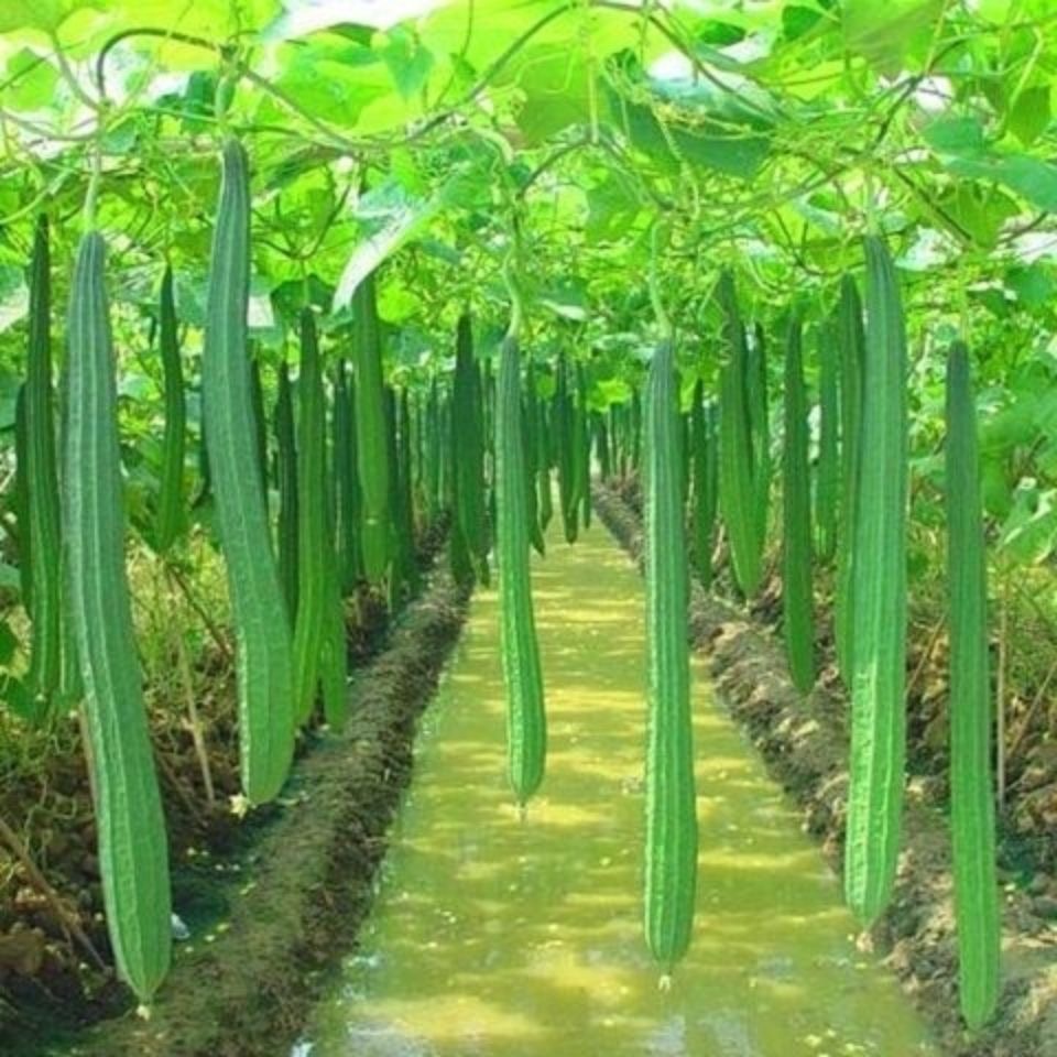 20 pcs Fresh Patola Tagalog Seeds High Yield Patola Seeds for Planting ...