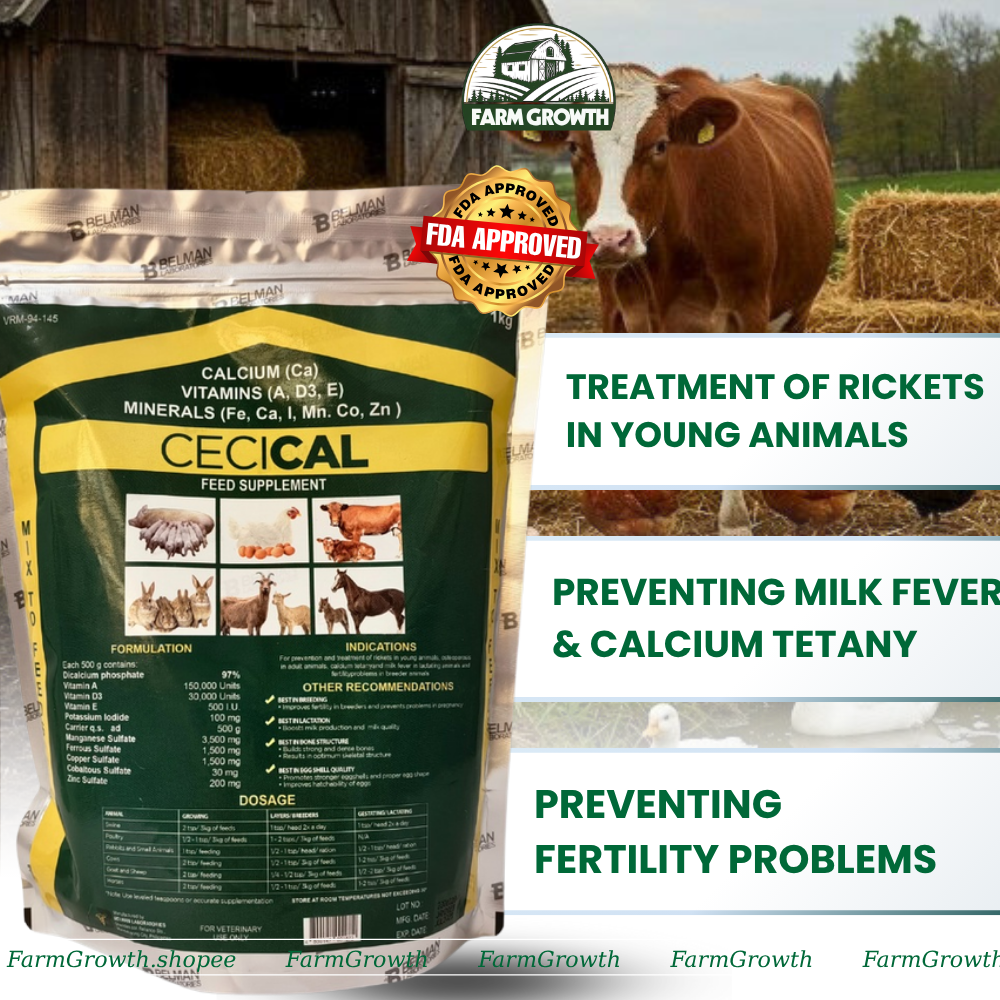 Cecical Powder 1kg for Pig | Bone Strength & Fertility Booster for ...