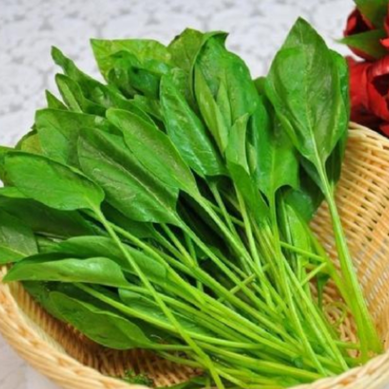 (200 seeds) Premium Pack Chinese Big Green Leaf Alugbati Malabar ...