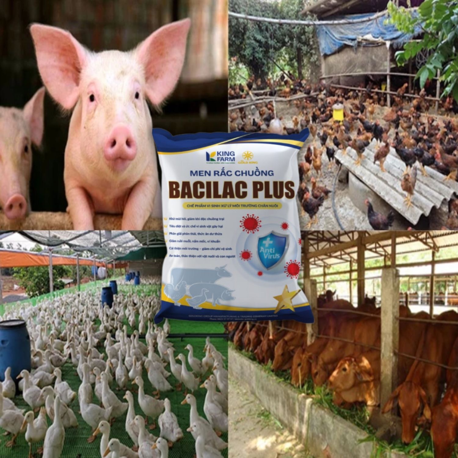 BACILAC PLUS 500G | Odor & Fly Powder, Probiotic Bedding for Livestock ...