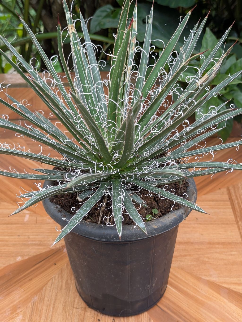 Agave Curly Big Pots & Planters | Shopee Philippines