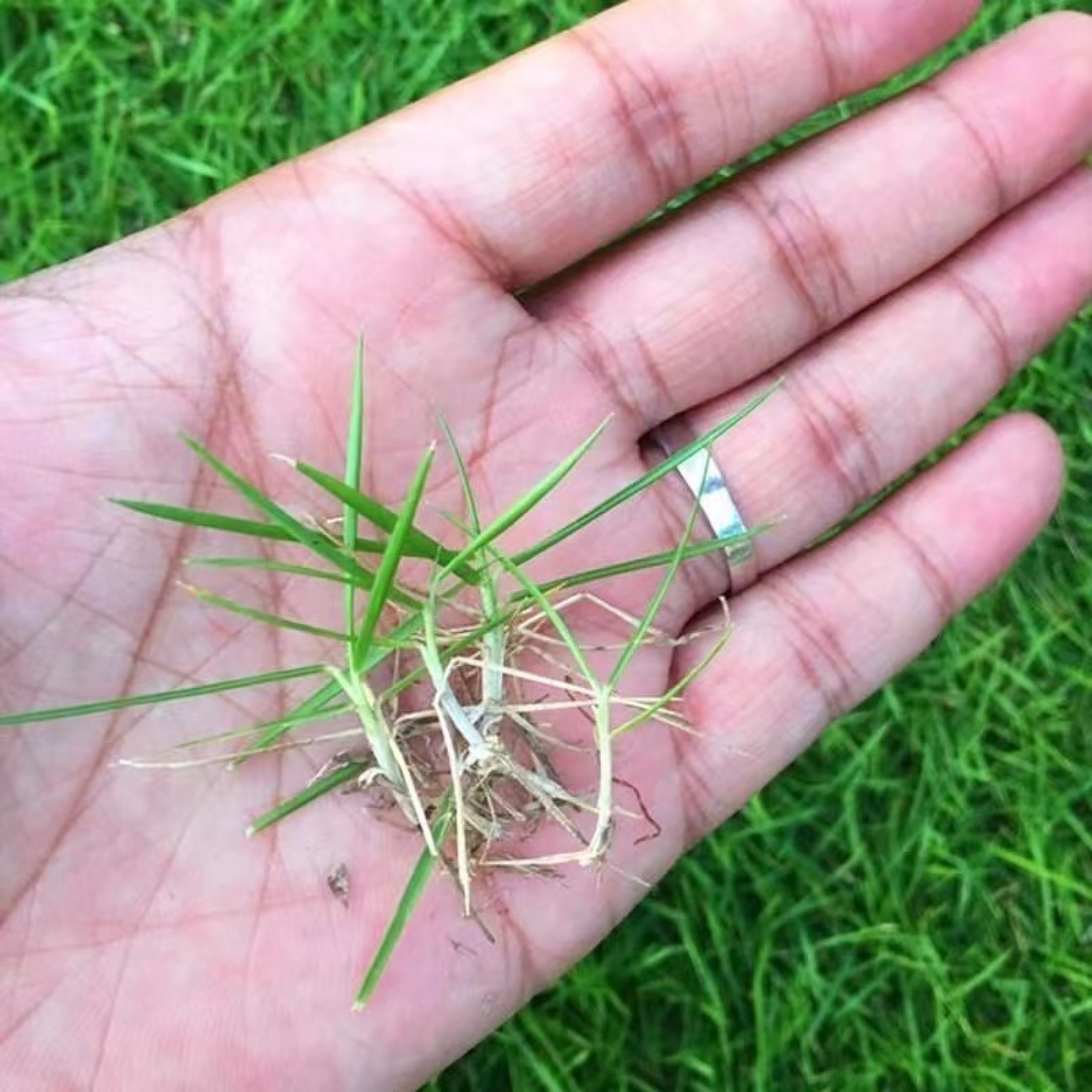 BERMUDA GRASS SEEDS (300 seeds) - Green Grass Seeds for Planting ...