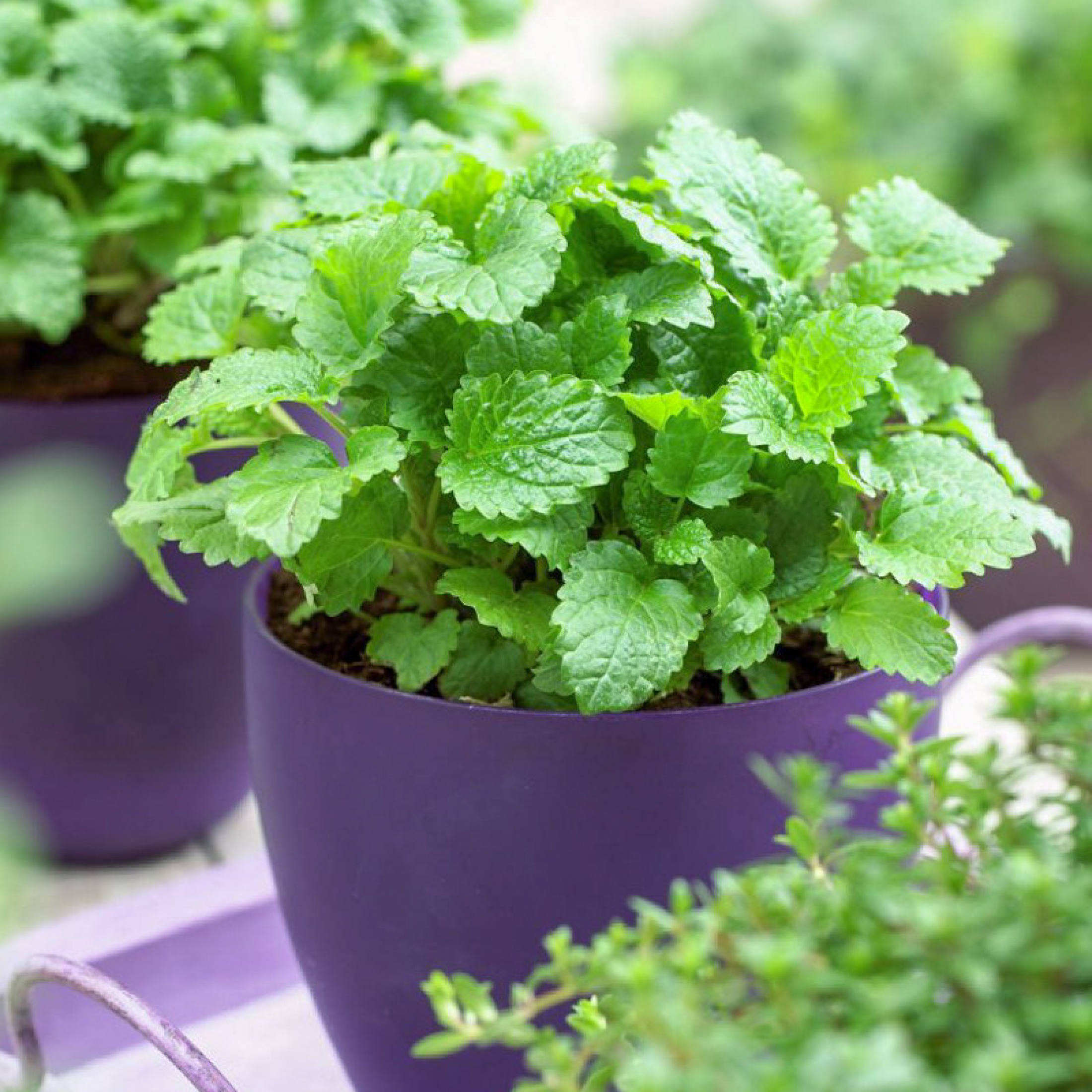 100seeds/pack Peppermint Seeds Herb Seeds for Planting Potted Edible Mint Herbs Seeds | Shopee ...