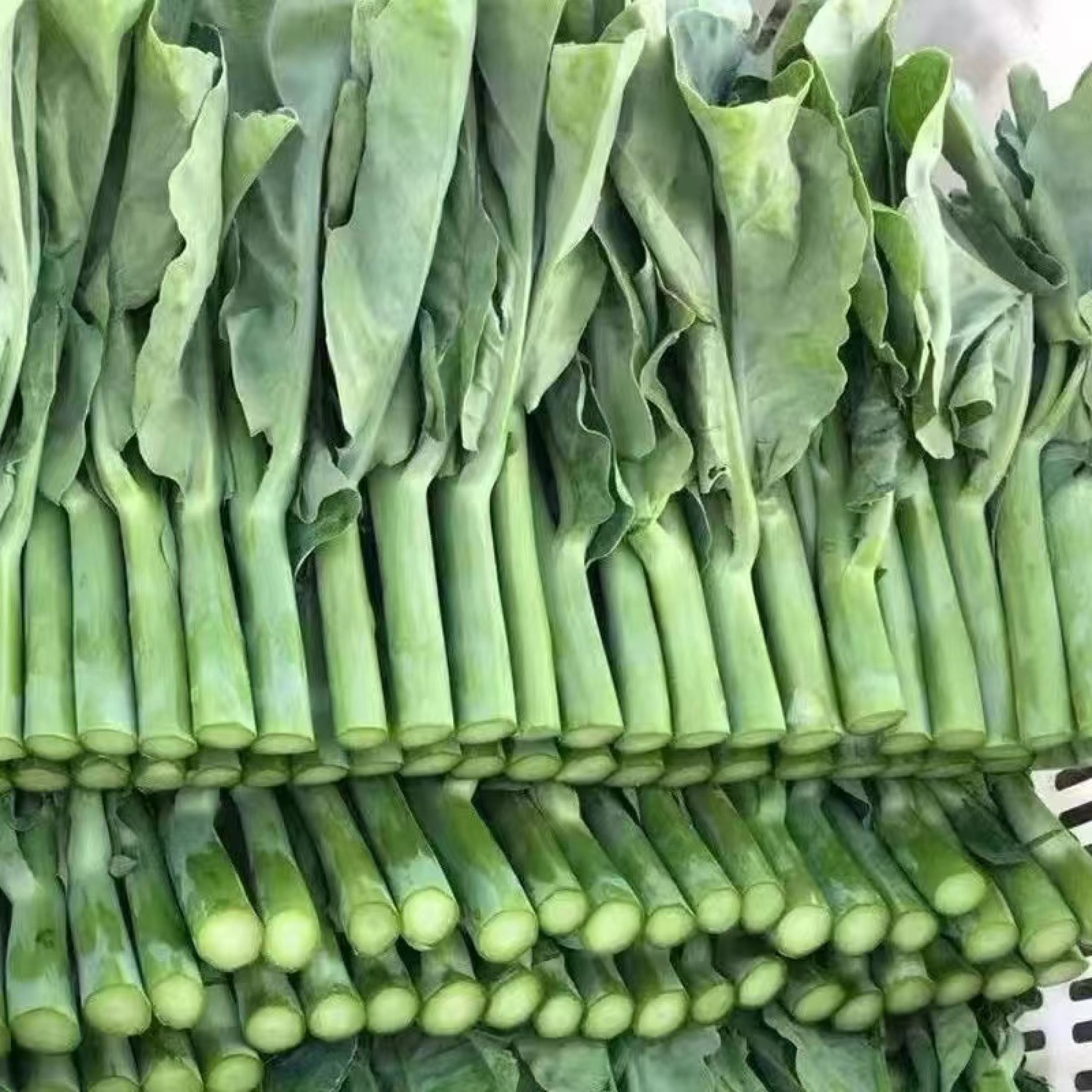 CHINESE BROCCOLI SEEDS / KALE (300 seeds) - Kailaan / Chinese Kale ...