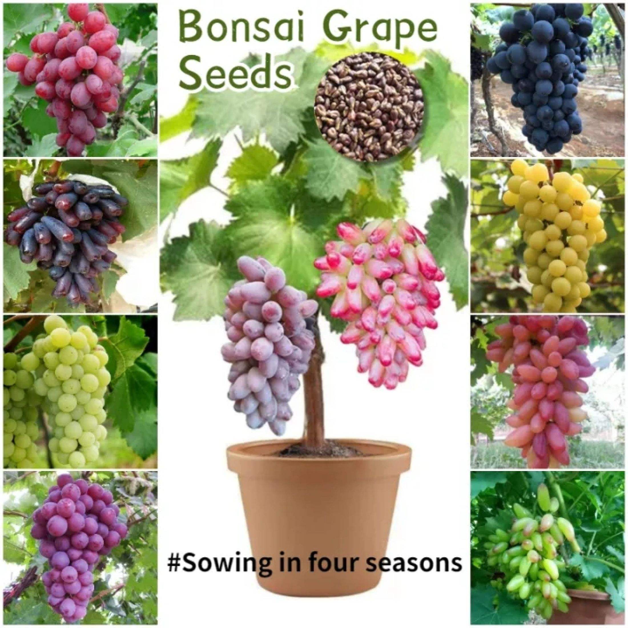 100seeds/pack Grape Seeds for Planting Fruit Plants Seeds Bonsai Tree ...