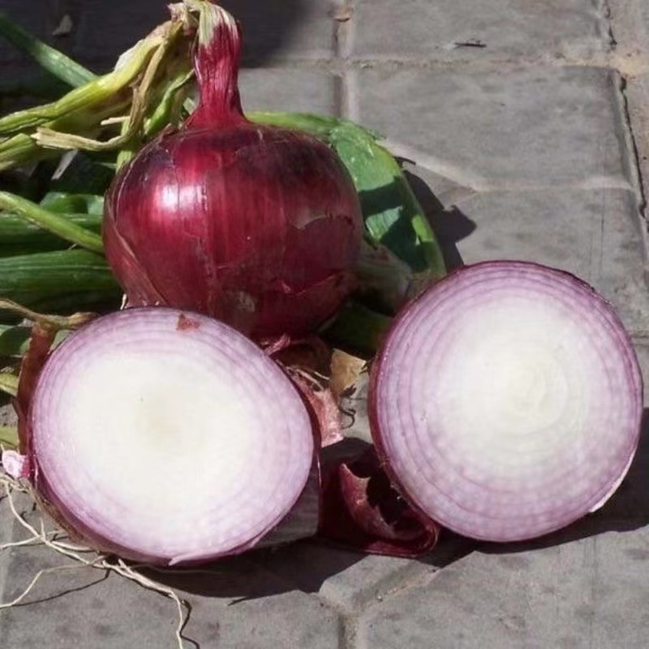 (200 SEEDS) RED ONION SEEDS/Red Hawk Variety/HIGH YIELD/HYBRID/EASY TO ...