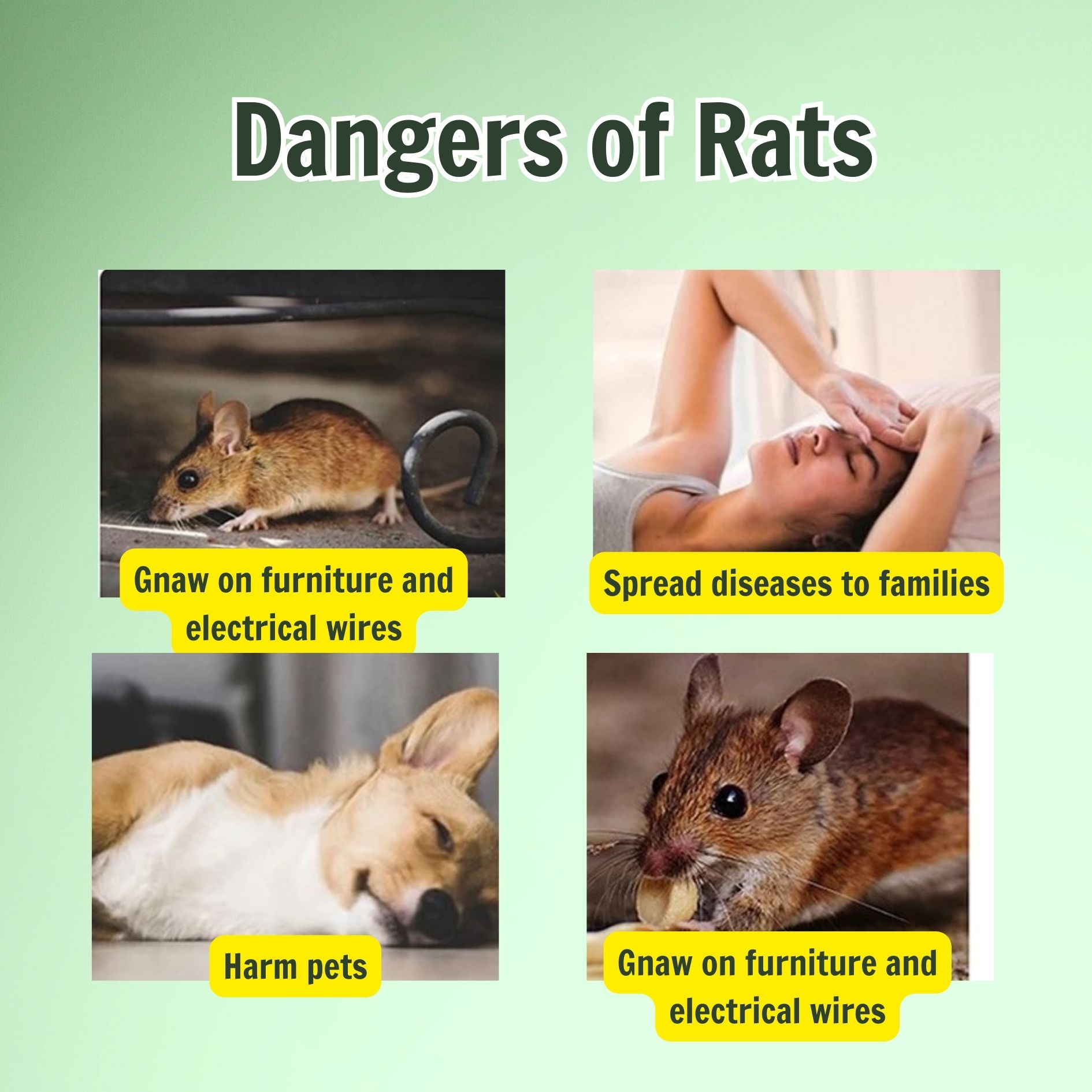 Combo 4 Rat Killer Poison Farm Rat Bait Bintaro – Safe for Livestock ...