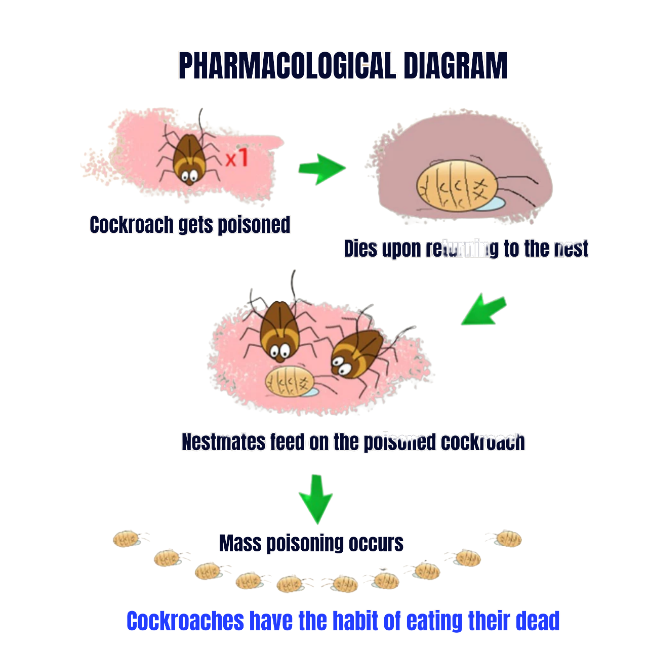 Biological Cockroach Killer Total cockroach elimination,Trusted by ...