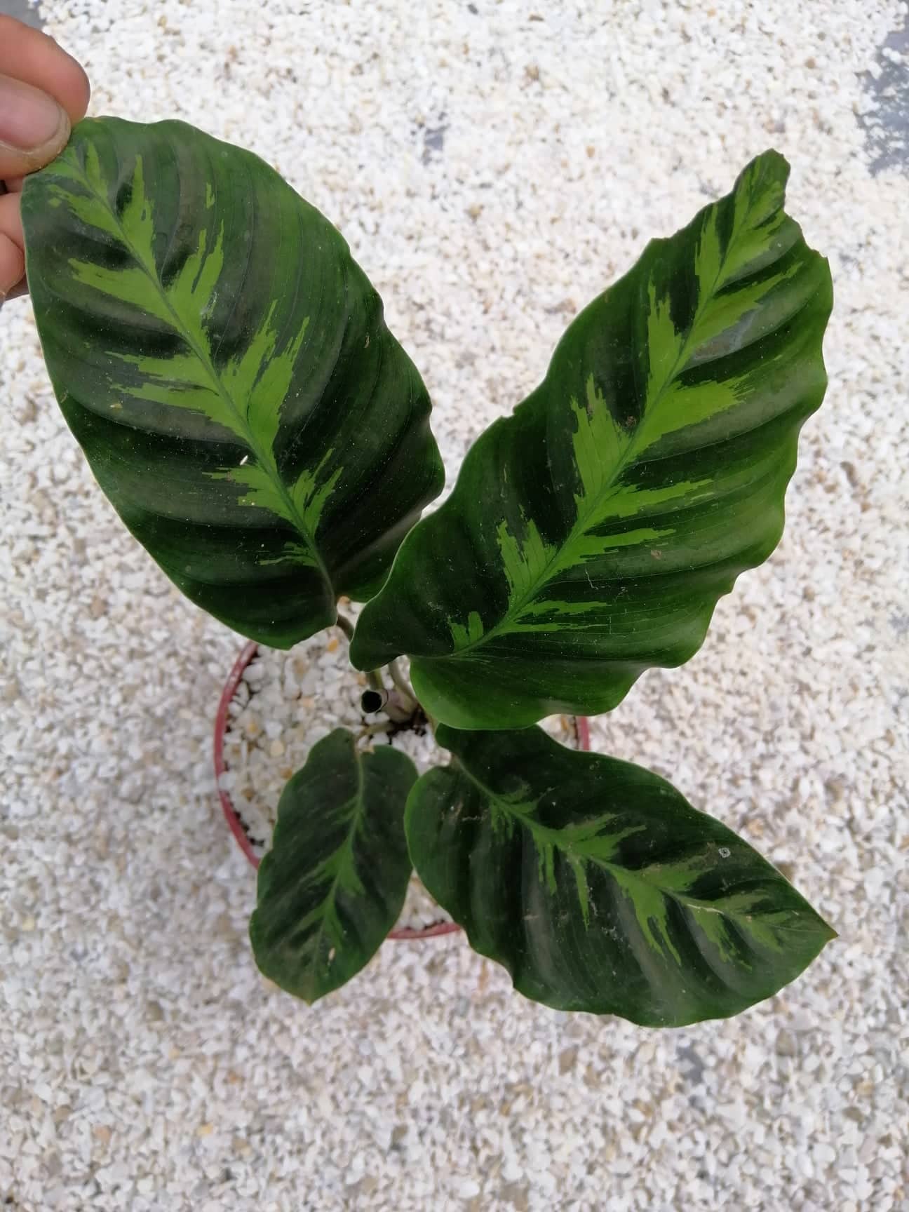 BUY 1 GET 1 FREE - CALATHEA MISTO - WITH FREE GARDEN SOIL & PLASTIC POT ...