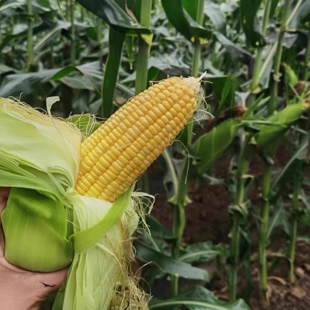 HYBRID SUPER SWEET CORN 20pcs SEEDS SACRED GARDEN super sweet corn ...