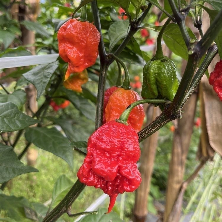 20 seeds Carolina Reaper/Siling Demonyo Seeds Good variety / High ...