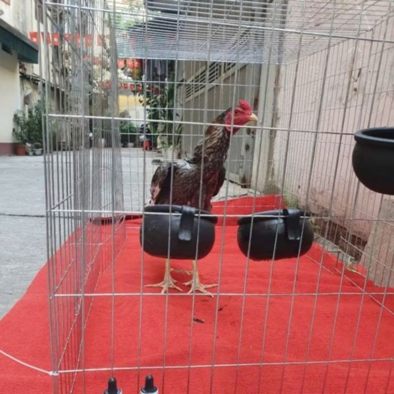 10 Pieces Rubber Dippers, Rubber Feeders for Fighting Cocks ...