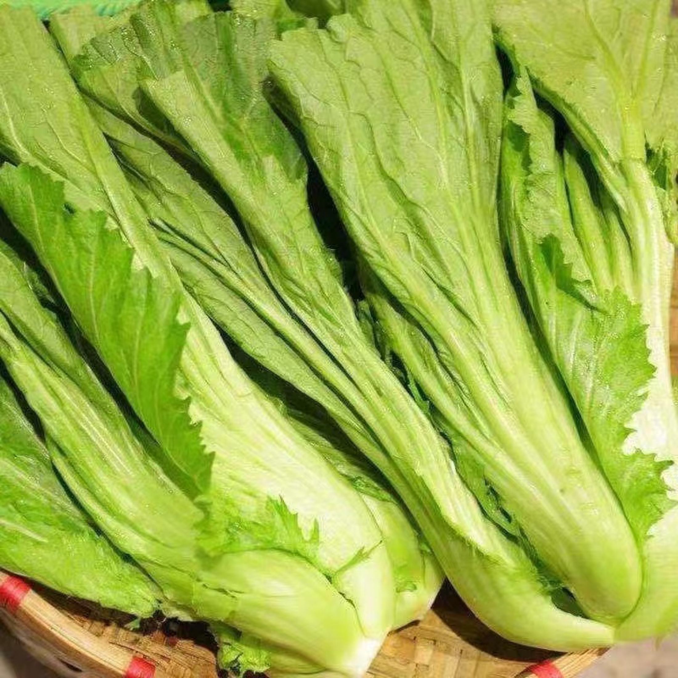 MUSTARD SEEDS / MUSTASA SEEDS (1,500 seeds) Chinese | Shopee Philippines