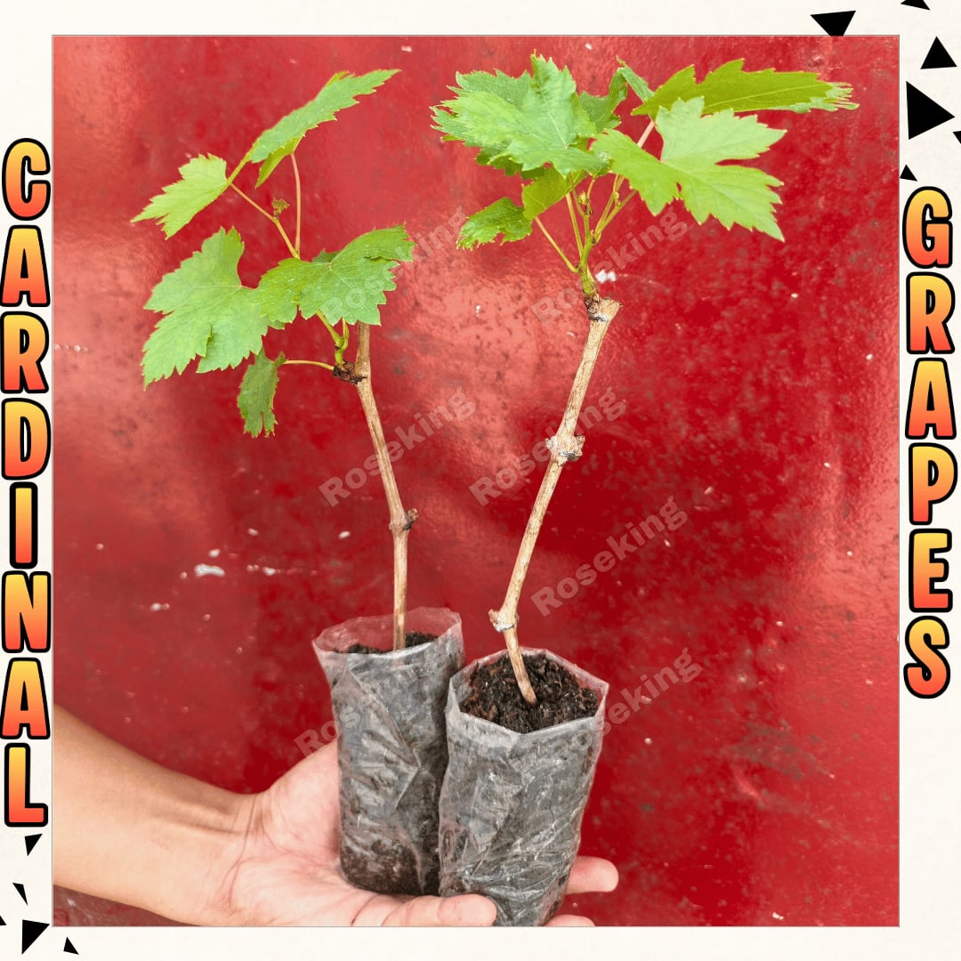 CARDINAL GRAPES ROOTED SEEDLINGS PLANT MALAKI AT MATAMIS ANG BUNGA ...