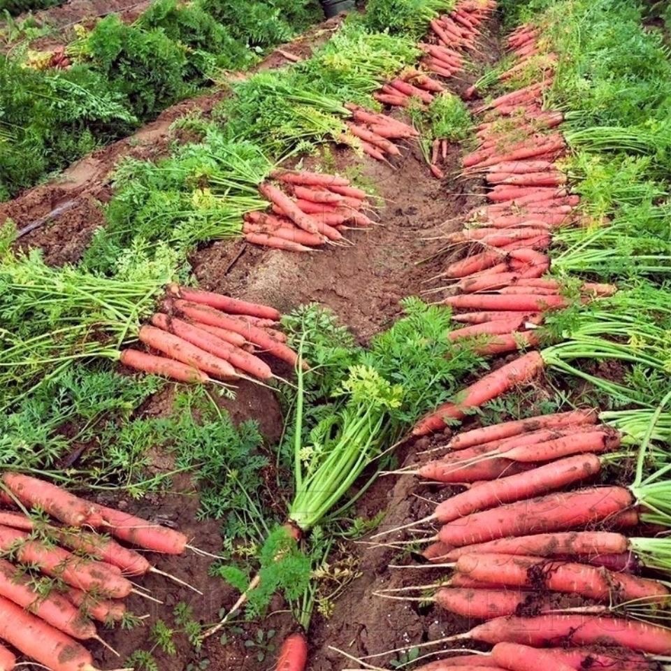 ( 1000 seeds )Kuroda Carrot Vegetable Seeds Bonsai Seeds Seedlings ...