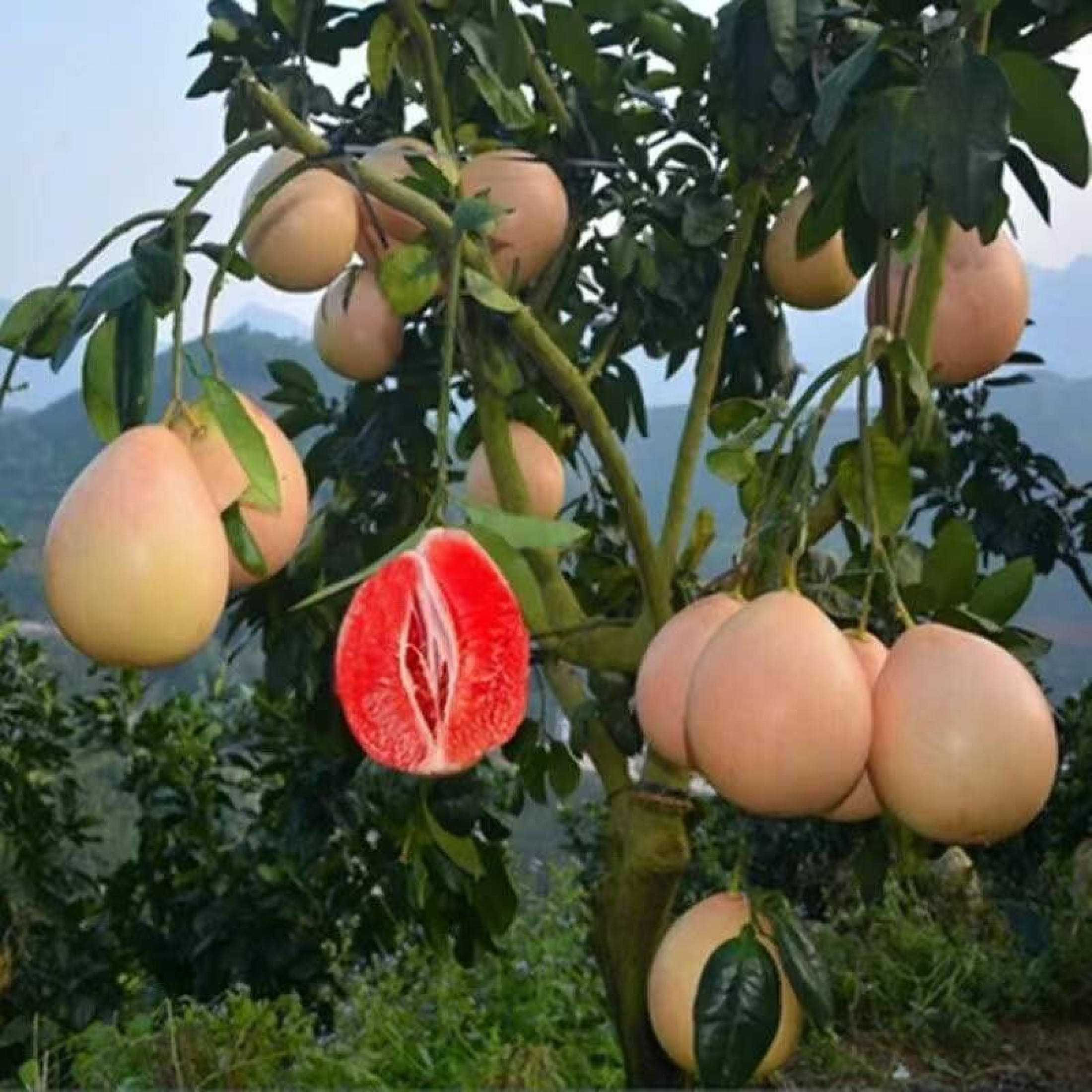 Pomelo Seeds (15SEEDS) - Bonsai Pomelo Seeds Dwarf Red Pomelo Seeds ...