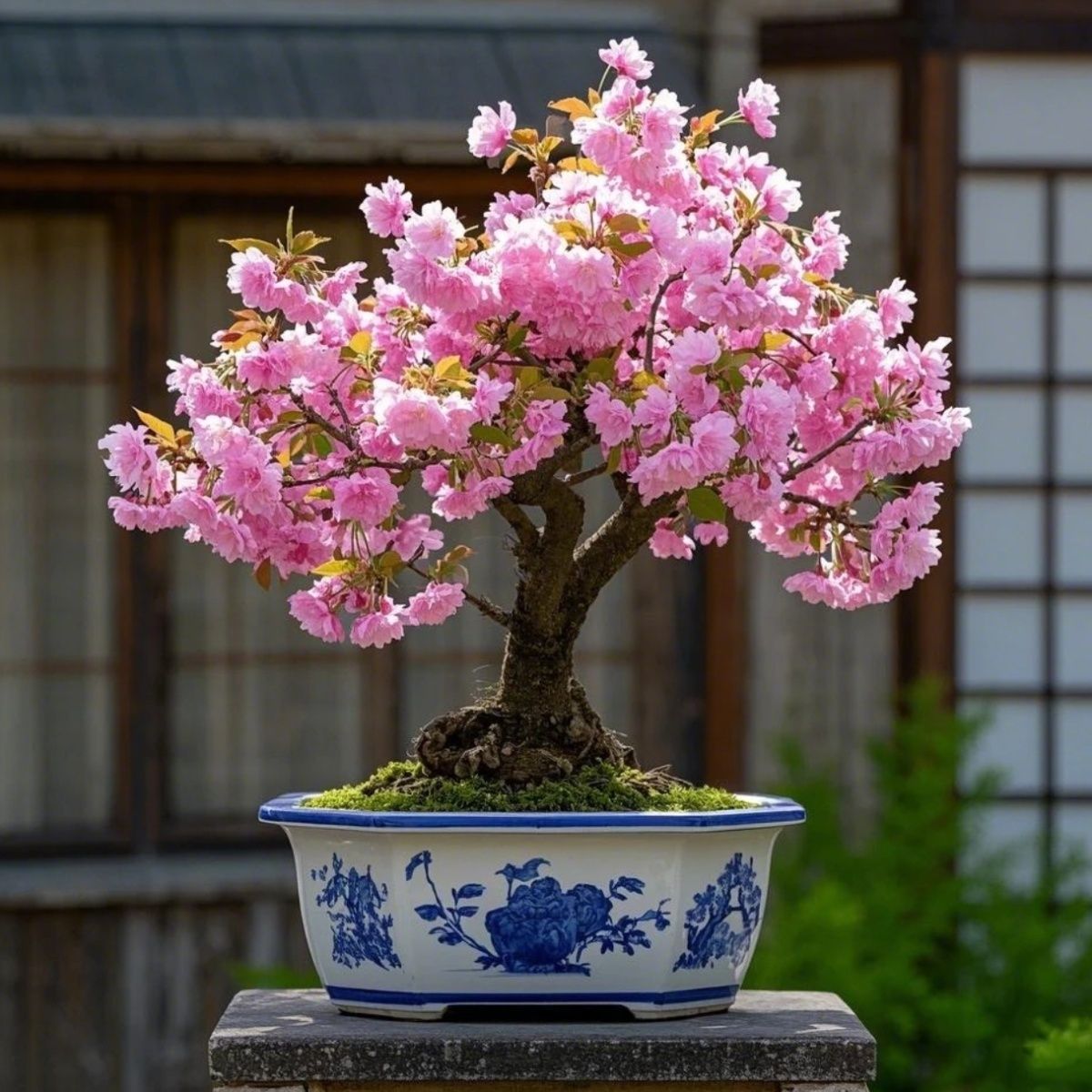 20seeds/pack Japanese Sakura Seeds Flower Seeds for Gardening Cherry ...