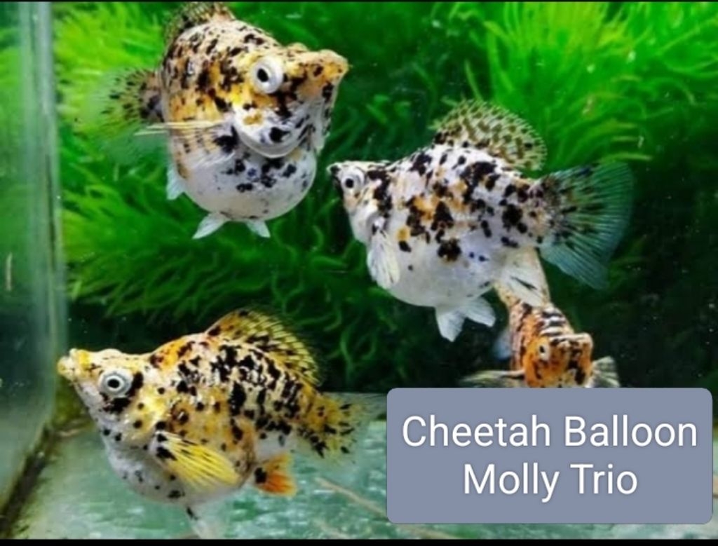 Sticker & Cheetah Balloon Molly Trio | Shopee Philippines