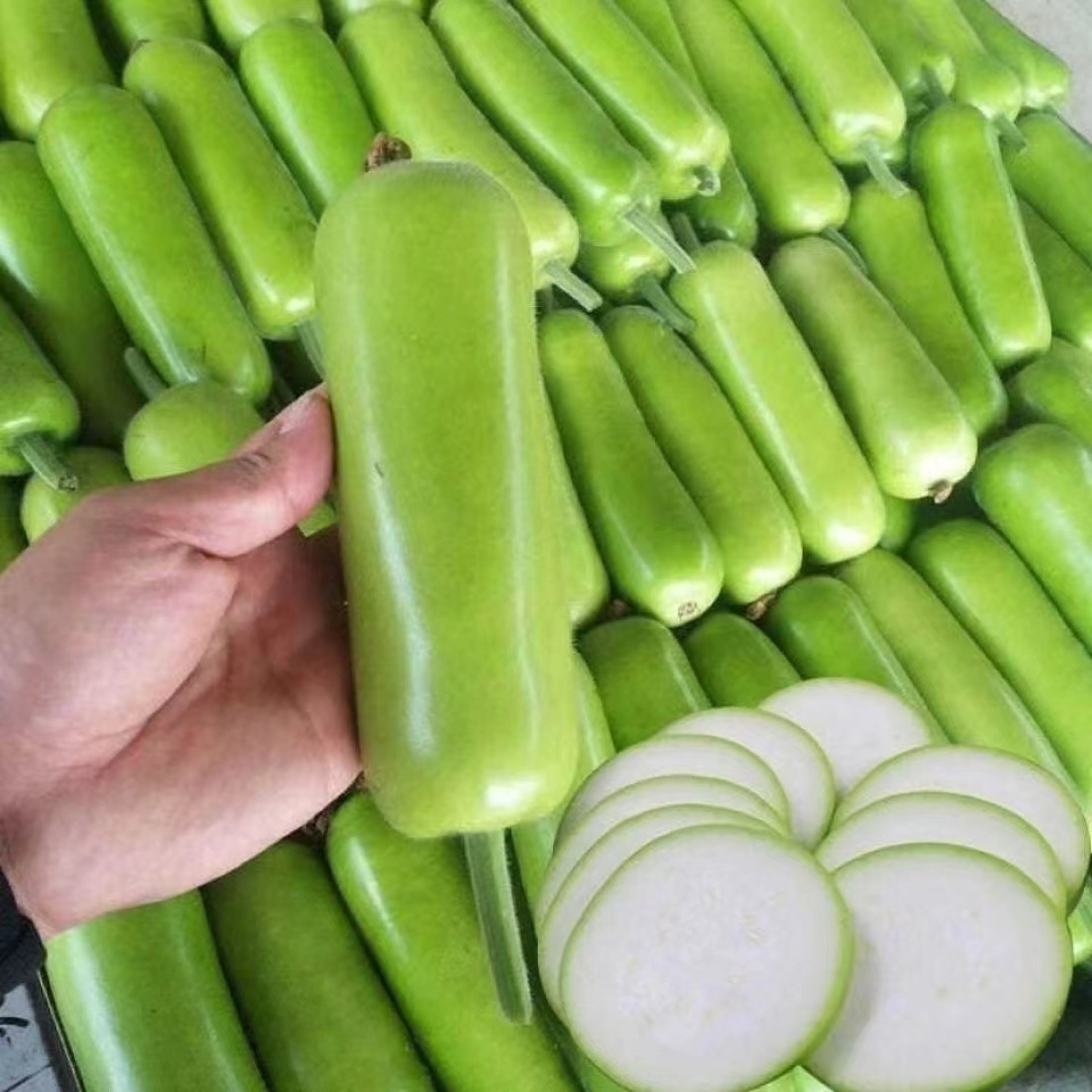 UPO SEEDS ( 25seeds ) - Bottle Gourd Vegetable Seeds | Shopee Philippines