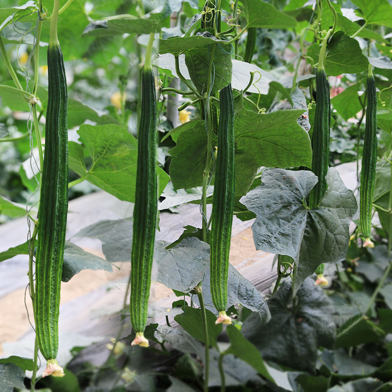 PATOLA TAGALOG SEEDS ( 20pcs ) - Luffa Ridged Variety Long Ridged ...
