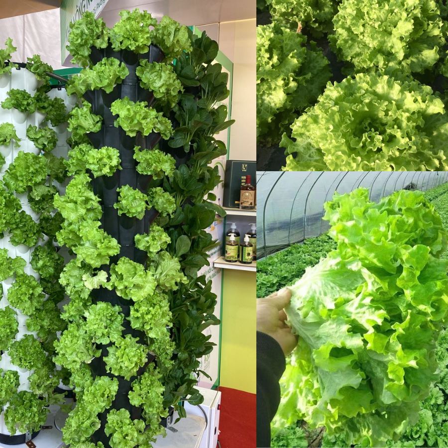 Vegetable & Fruit Seeds – All Season, High Quality, Fast Germination ...