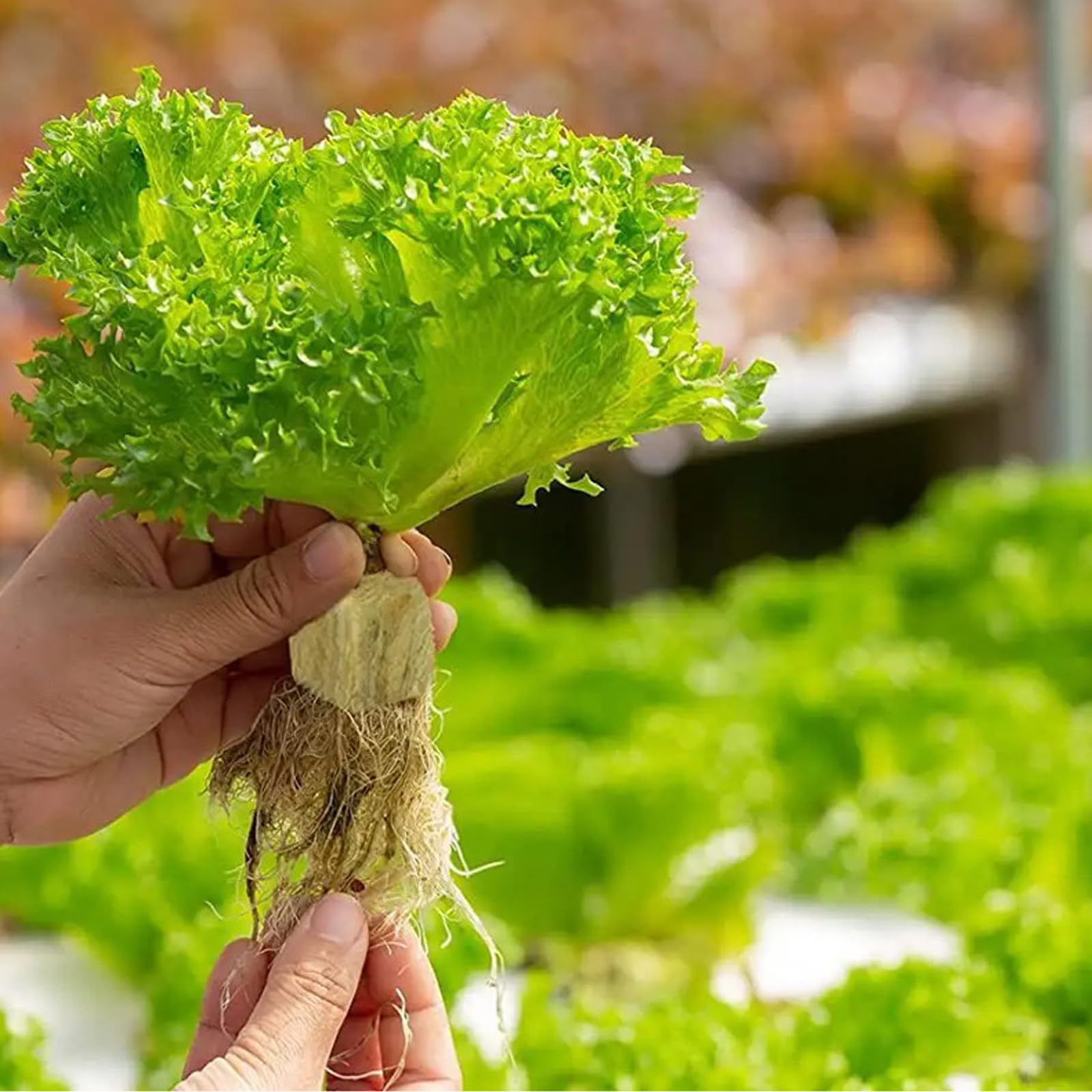 100PCS Rockwool Cubes 25mm Hydroponic Planting Blocks for Soilless ...