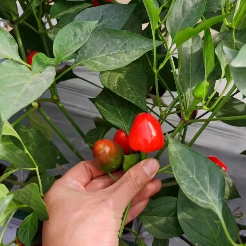 ( 100 seeds ) Siling Labuyo Hybrid - Hot Pepper Taiwan Chili Seeds ...