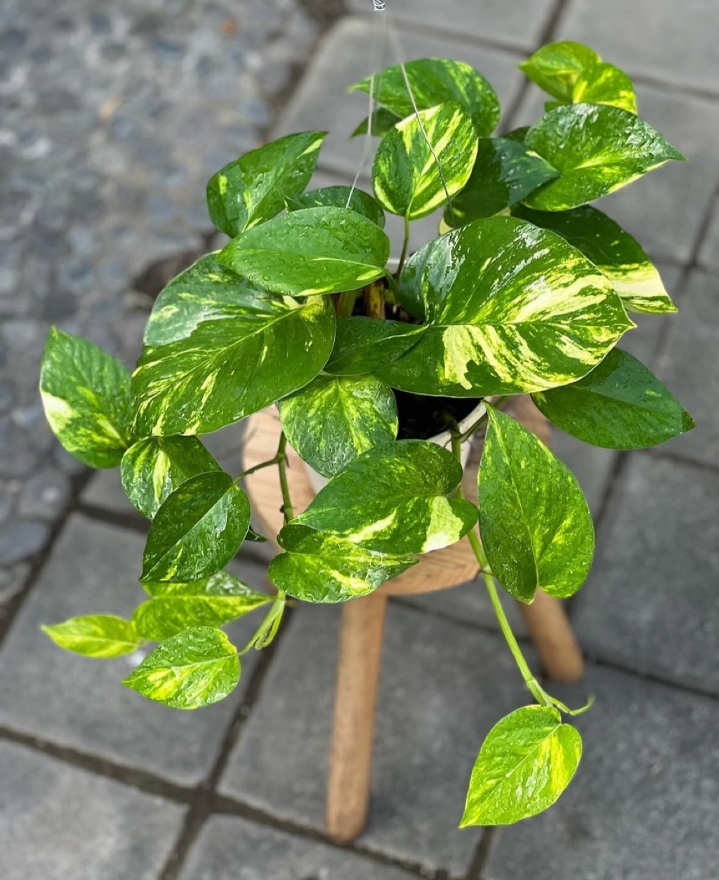 BUY 1 TAKE 1 FREE - GOLDEN POTHOS - (not seeds) with FREE plastic pot ...