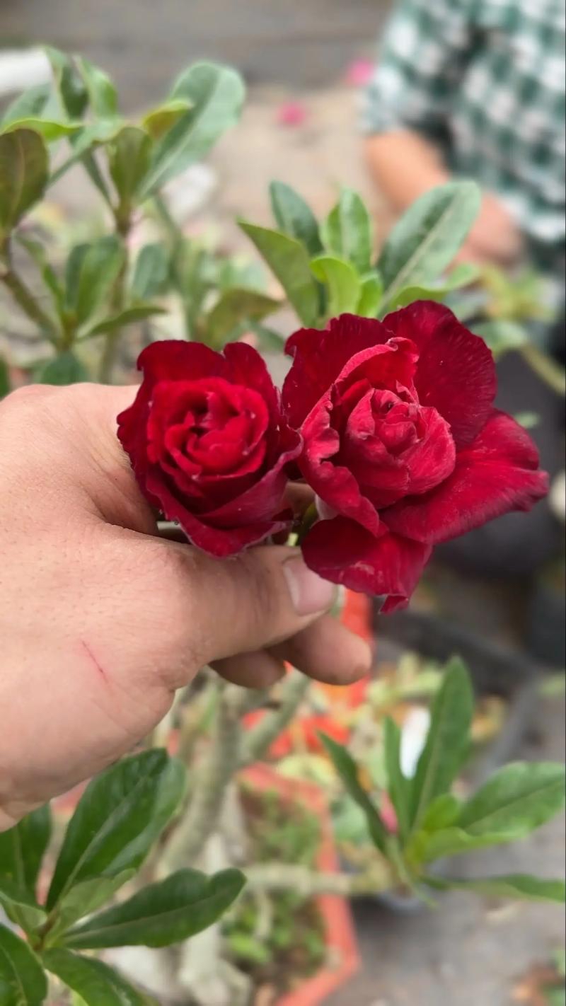 100 Adenium Double Petal Seeds High yield / Easy to grow | Shopee ...