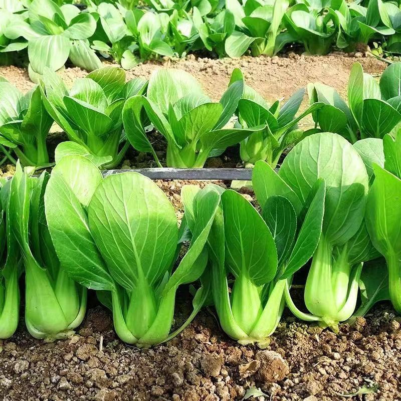 High Yielding Variety Pak Choi Seed Pechay Seeds for Sale Vegetable ...