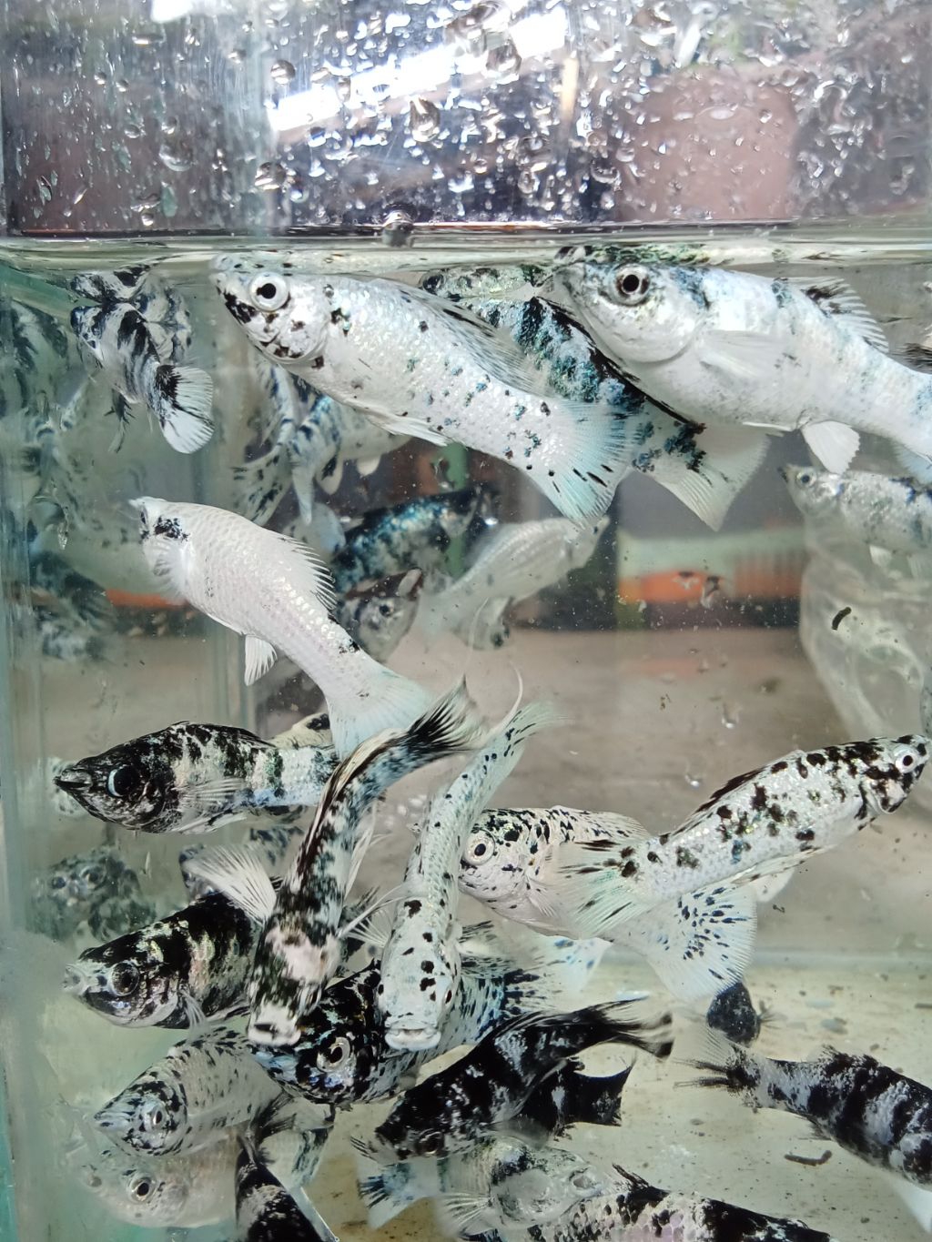 Sticker & Marble King Molly Long body (5pcs) | Shopee Philippines