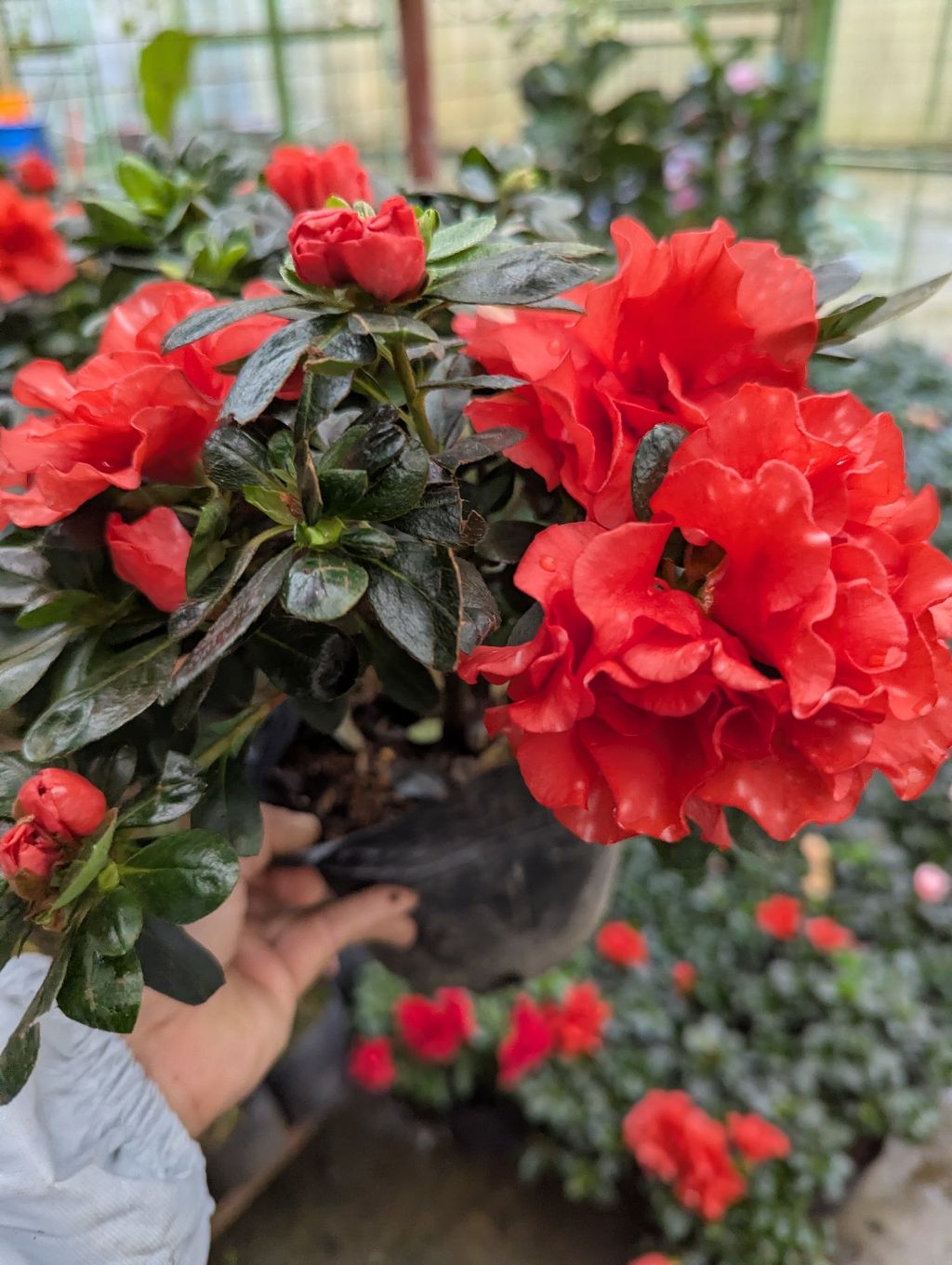 Azalea Red Pots & Planters | Shopee Philippines