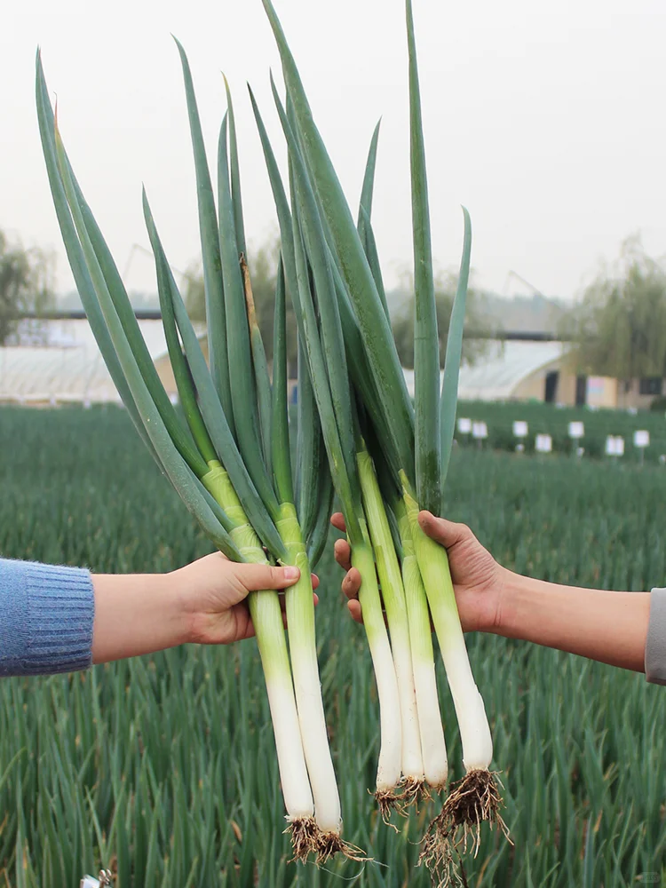 (500 SEEDS) DAHON NG SIBUYAS/BUNCHING ONION/JAKKOU VARIETY/EASY TO GROW ...