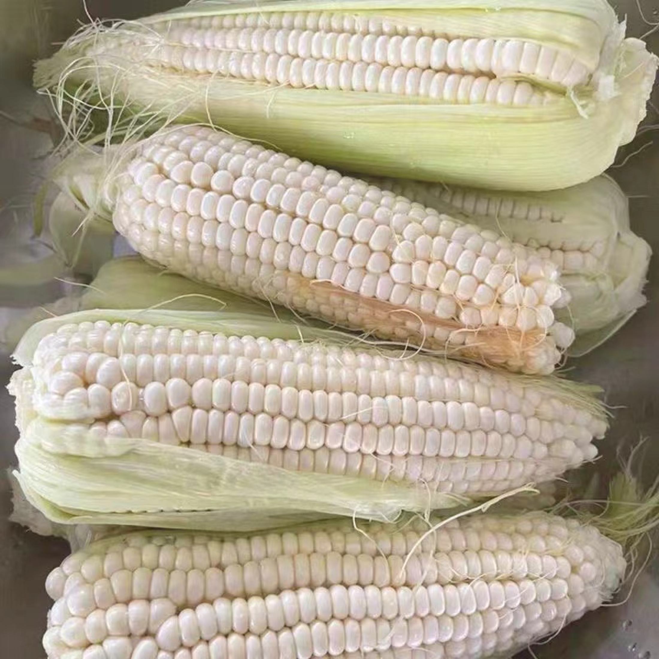 Sweet Glutinous White Corn Seeds - (30seeds) WHITE LAGKITAN CORN/Waxy ...