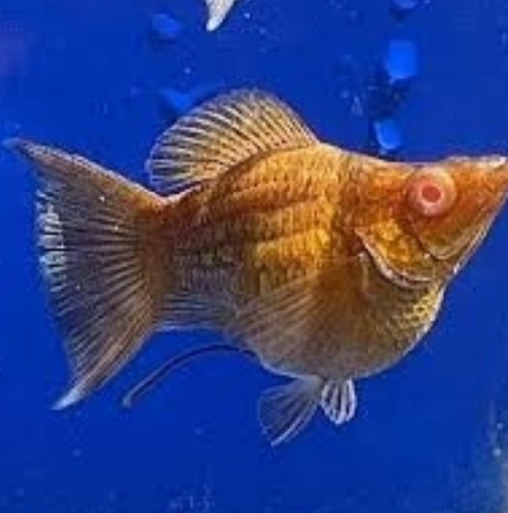 Sticker & Chocolate Red Eye Balloon Molly (3pcs) | Shopee Philippines