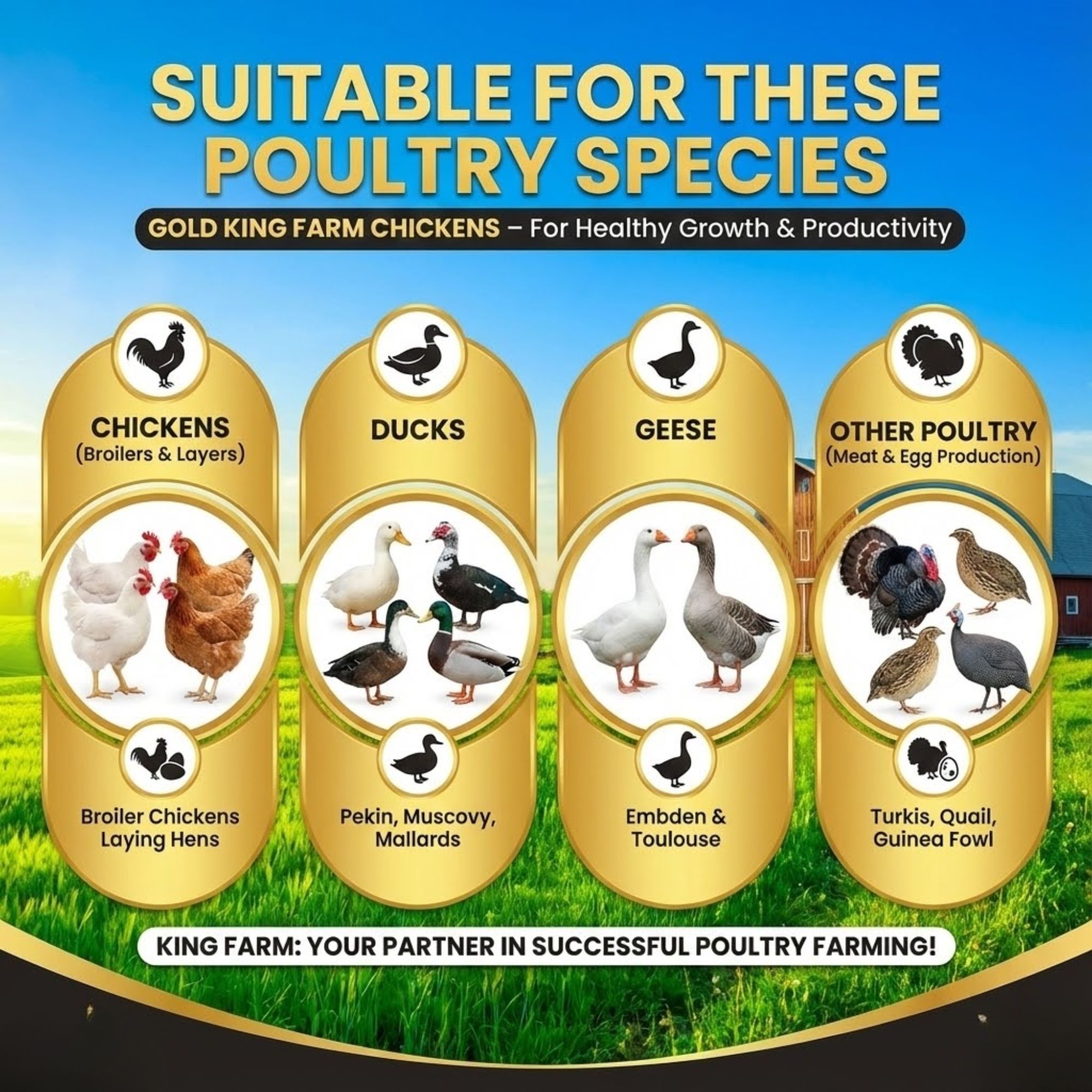 Gold King Farm Chickens 250g – Boost Poultry Growth & Egg Output with ...