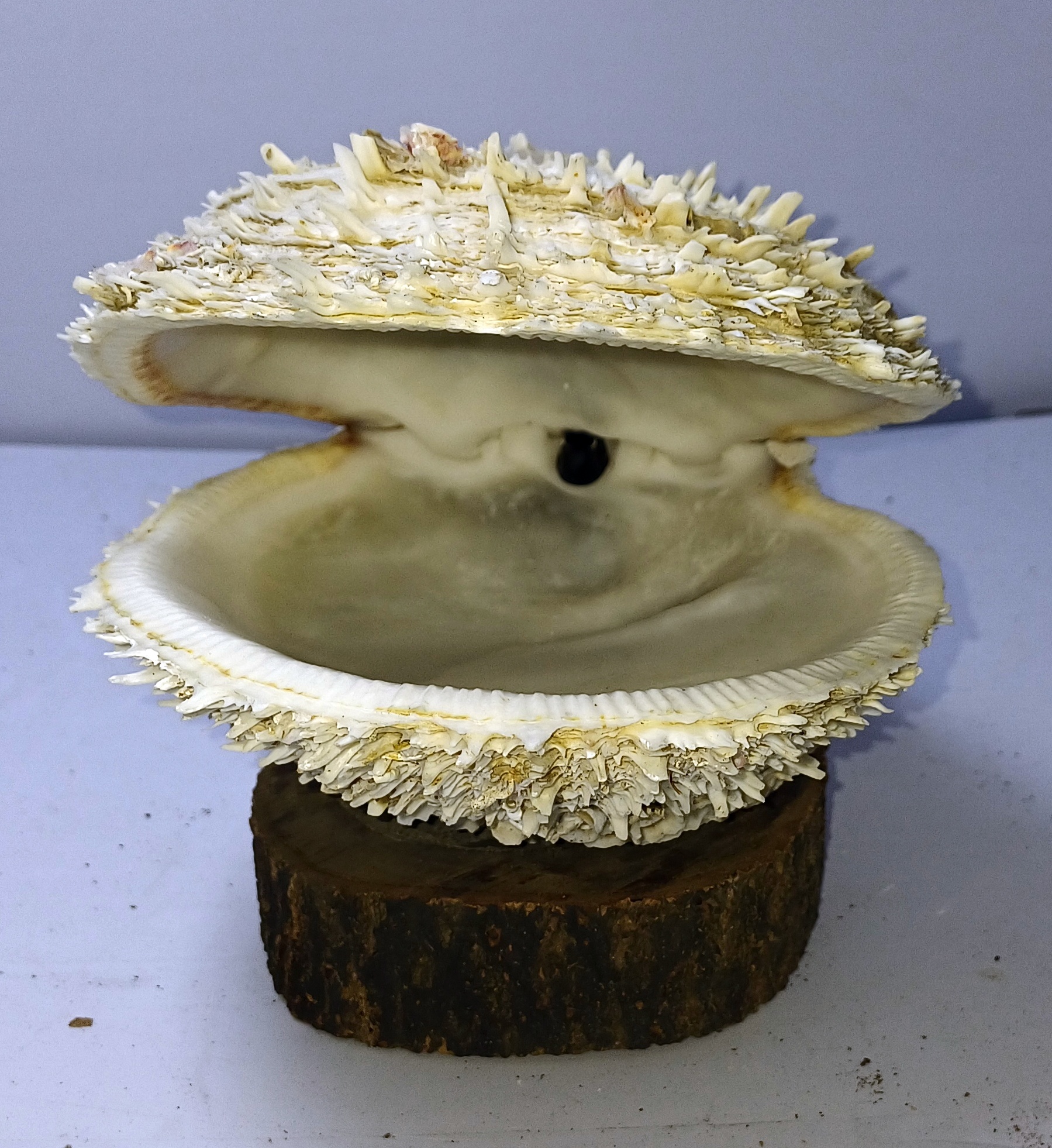 Spondylus Varius Rare Giant Thorny Oyster SSH_001 | Shopee Philippines