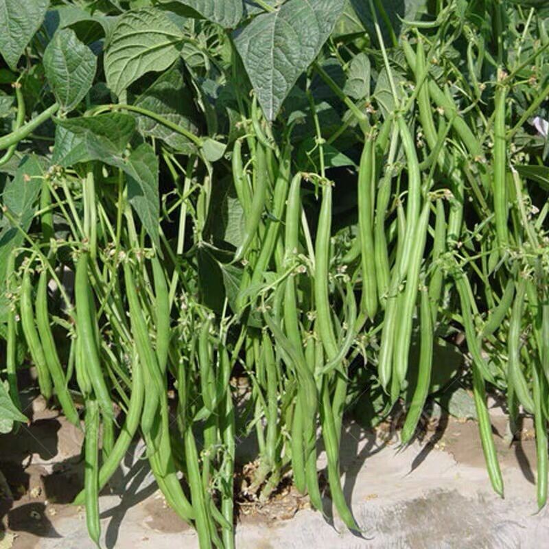 ( 20 seeds )BAGUIO BEANS French Bean Seeds- Snap Beans / Green Beans ...
