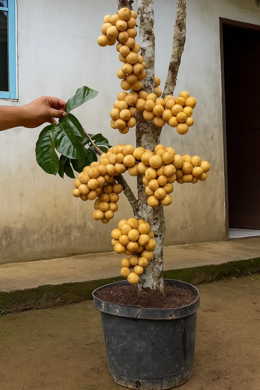 "Grafted Lanzones Live Seedling Plant – Fast Fruiting Tropical Fruit ...