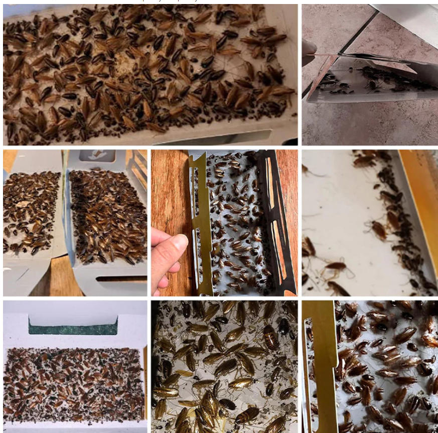 JAPAN Cockroach Bait cockroach killer for home Safe Anti Touch ...