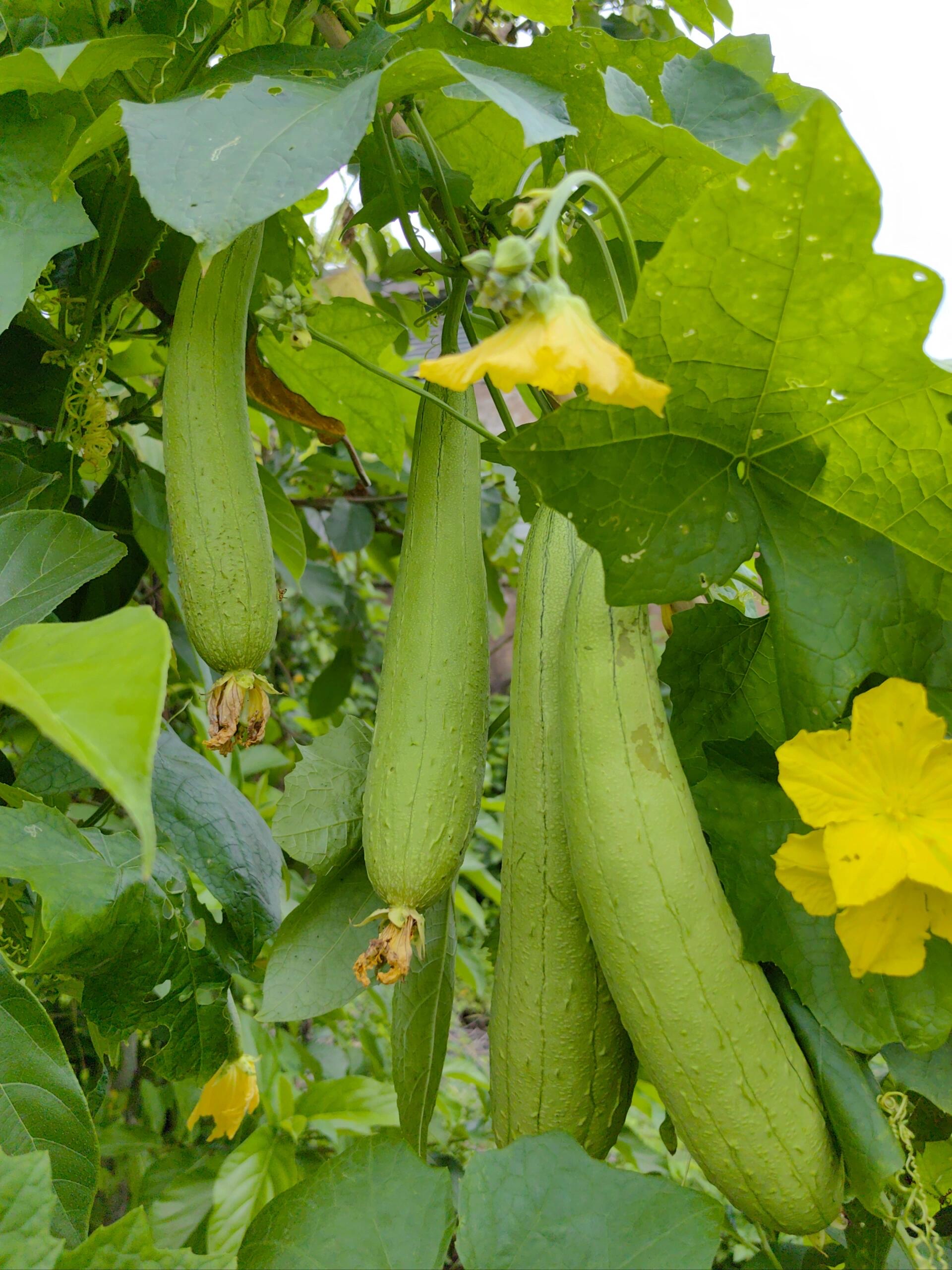 20 SEEDS Patola Smooth Seeds - Edible vegetable seeds smooth patola ...