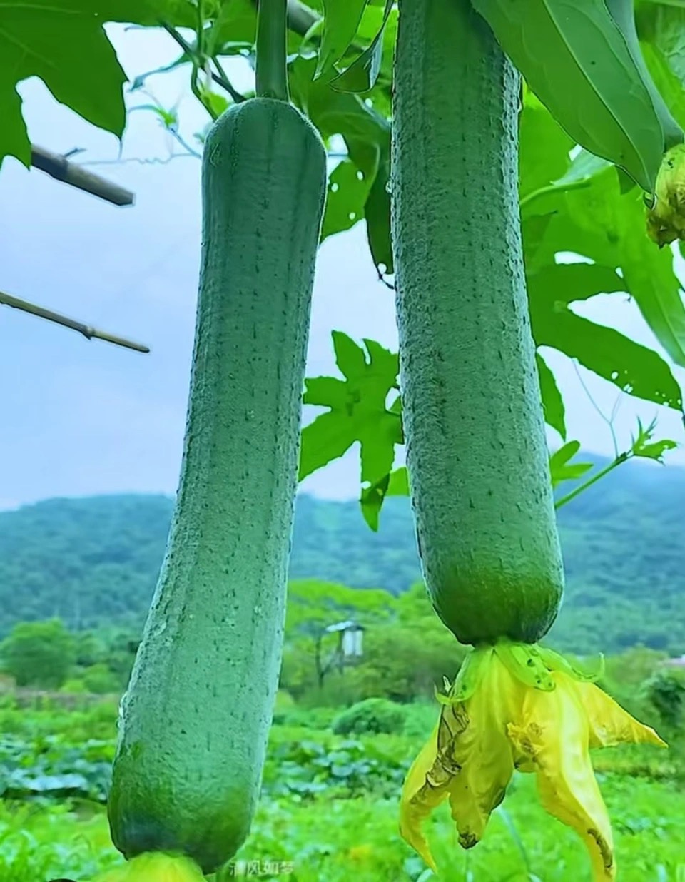 20 SEEDS Patola Smooth Seeds - Edible vegetable seeds smooth patola ...