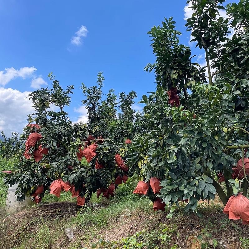 15 pcs Dwarf Pomelo Seeds for Planting Fruits - High Yield Fresh Pomelo ...