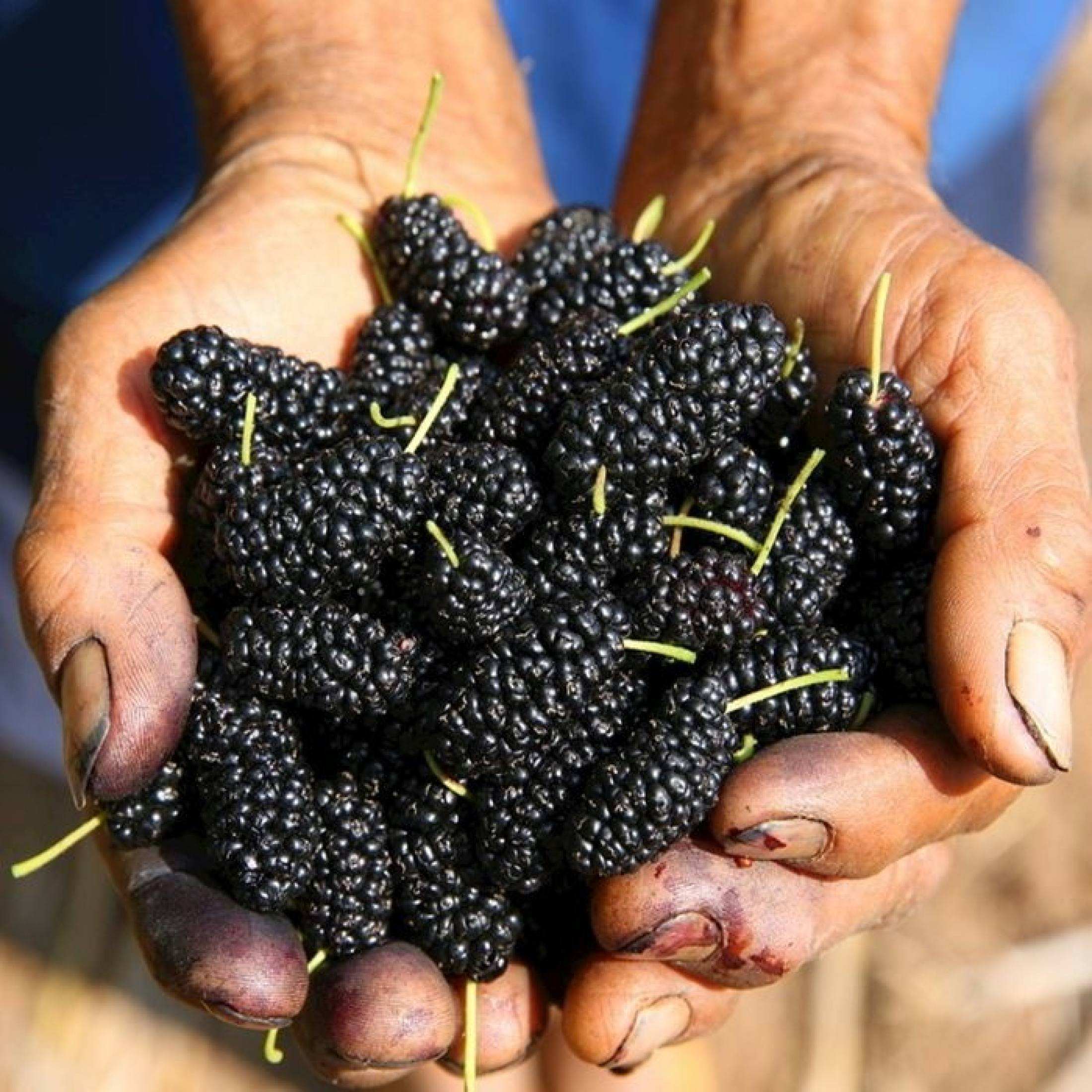 Fresh Mulberry Seeds for Planting (100 Seeds/pack) Rare Mulberry Bonsai ...