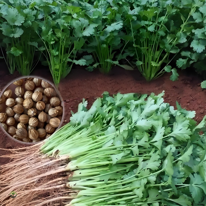 (100 Seed) Organic Cilantro Leaves Fresh Veggie Seeds Wansoy Coriander ...