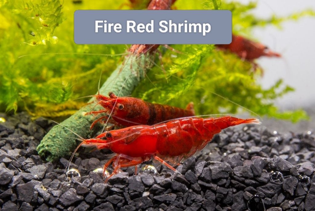 Sticker & Fire red Shrimp (4pcs) | Shopee Philippines
